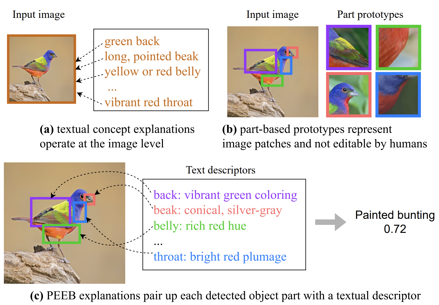 PEEB, Part-based Bird Classifier with an Explainable and Editable Language Bottleneck | Academic